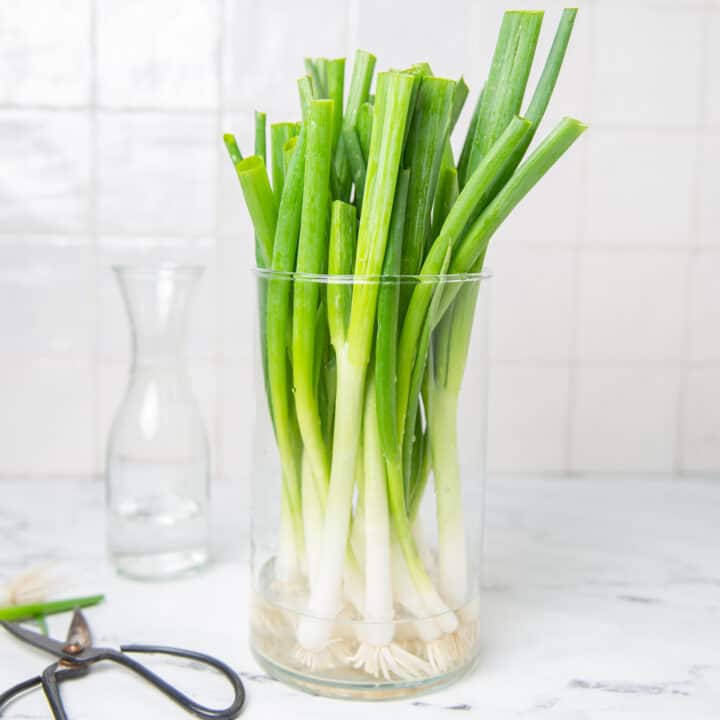 How To Store Scallions So They Keep Fresh For Weeks - Chopnotch
